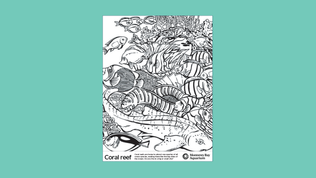 Ocean animal coloring pages | Monterey Bay Aquarium