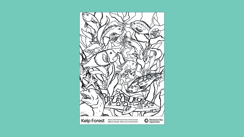 Ocean animal coloring pages | Monterey Bay Aquarium