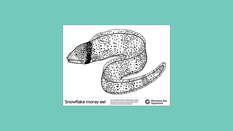 Ocean animal coloring pages | Monterey Bay Aquarium