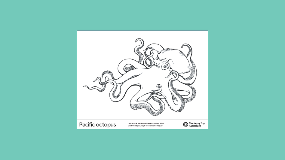 Pacific octopus coloring page | Monterey Bay Aquarium