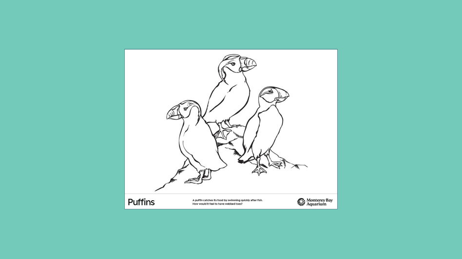 Ocean animal coloring pages | Monterey Bay Aquarium
