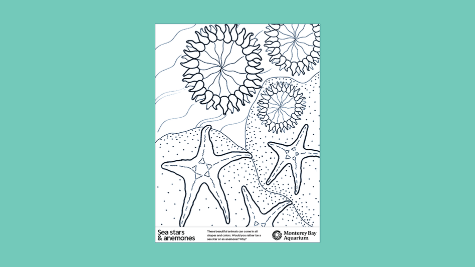 Ocean animal coloring pages | Monterey Bay Aquarium