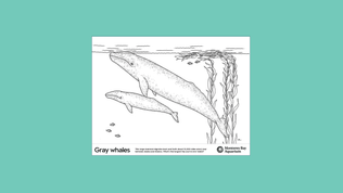 Ocean animal coloring pages | Monterey Bay Aquarium