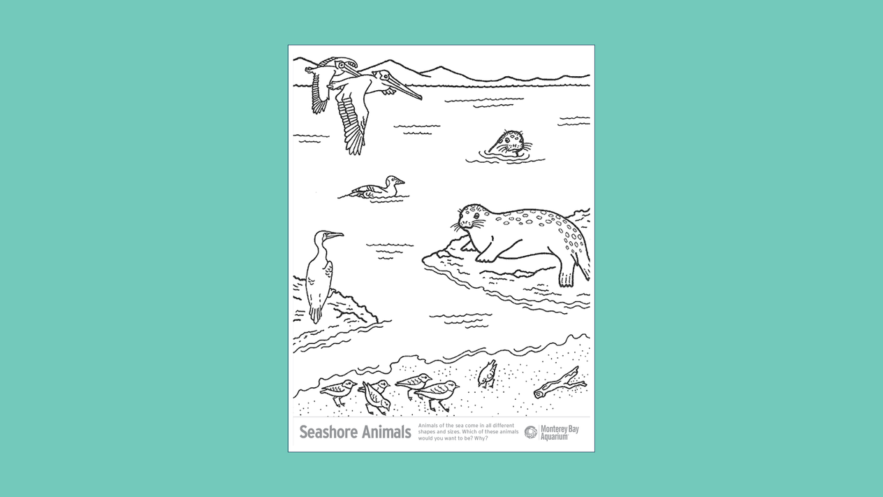 Ocean animal coloring pages | Monterey Bay Aquarium