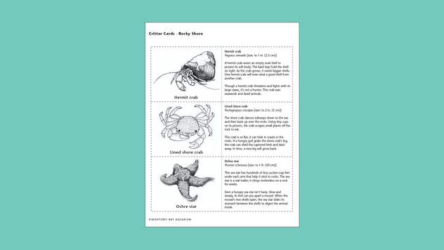 Ocean animal crafts & printables for kids | Monterey Bay Aquarium