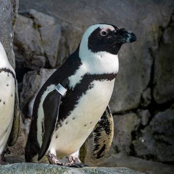 Penguin Cam | Monterey Bay Aquarium