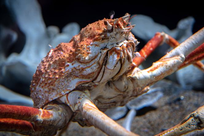 Japanese spider crab | Monterey Bay Aquarium