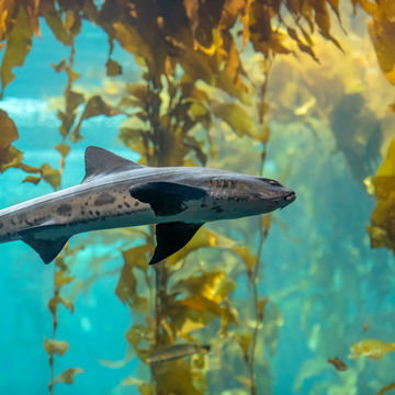 Señorita de California | Monterey Bay Aquarium