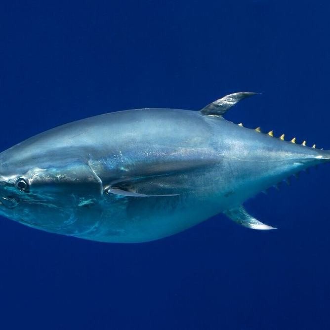 Atún aleta azul del Pacífico | Monterey Bay Aquarium