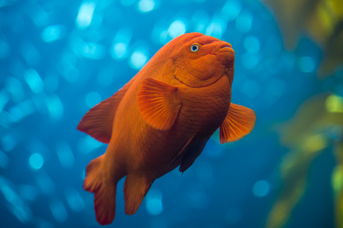 Garibaldi | Animal | Monterey Bay Aquarium