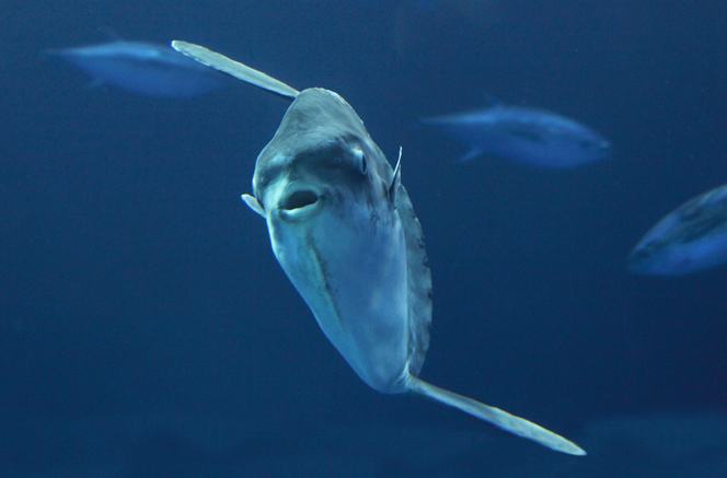 Ocean sunfish | Monterey Bay Aquarium
