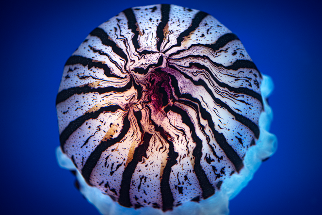 Medusa de rayas púrpuras | Monterey Bay Aquarium