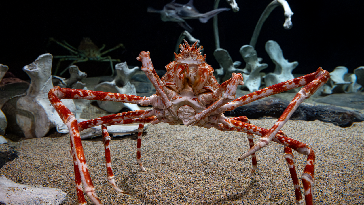 Spider Crab Cam | Monterey Bay Aquarium