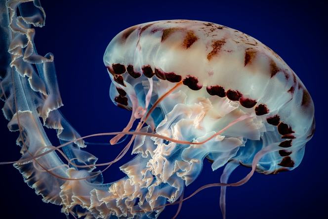 Medusa de rayas púrpuras | Monterey Bay Aquarium