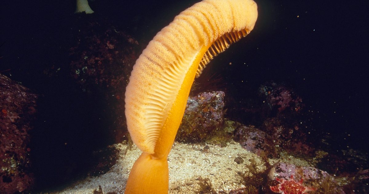 Sea pen | Monterey Bay Aquarium