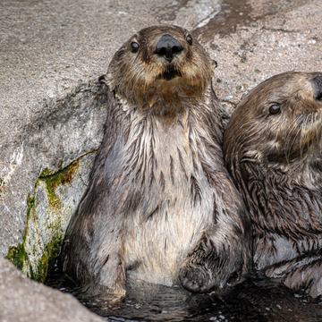 Sea Otter Cam | Monterey Bay Aquarium