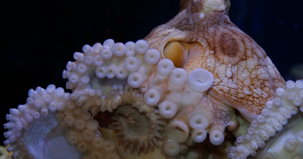 Day octopus | Monterey Bay Aquarium