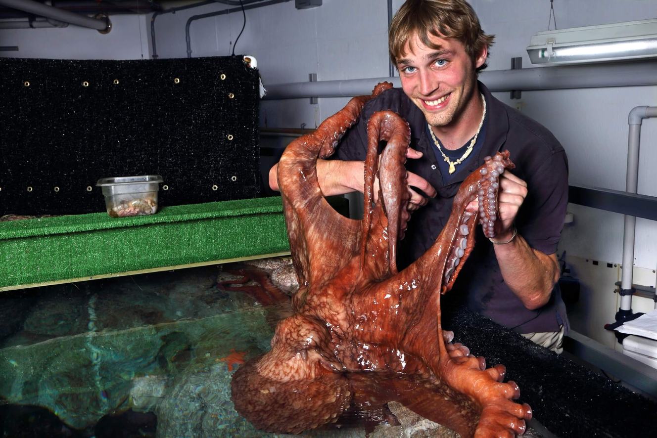 Giant Pacific octopus | Monterey Bay Aquarium