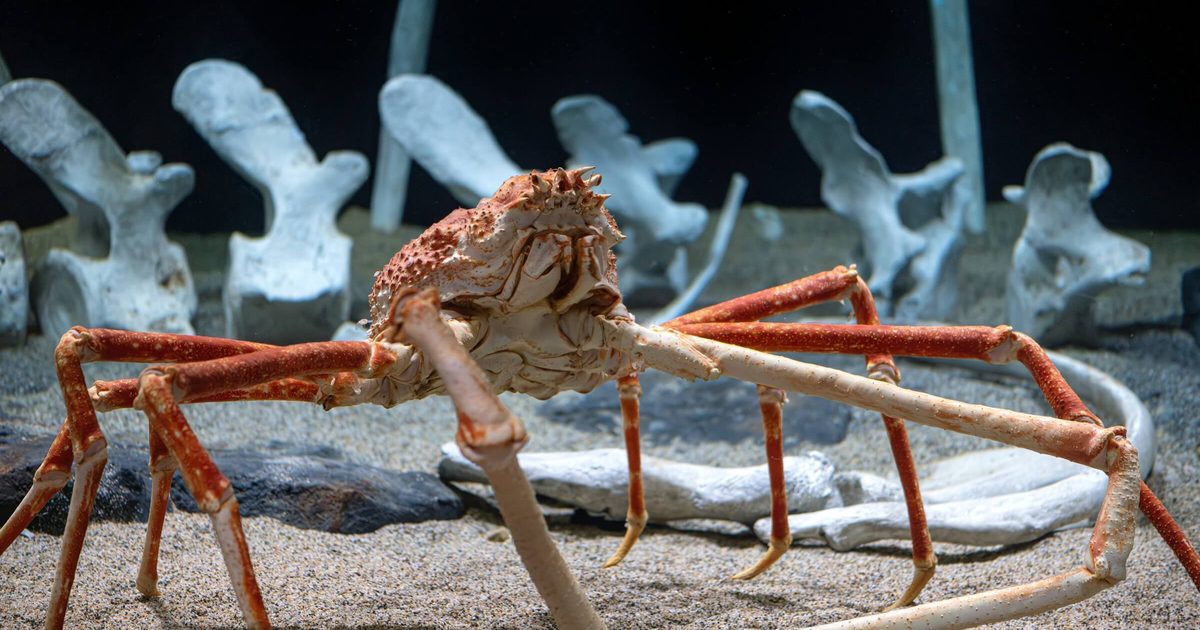 Spider Crab Cam | Monterey Bay Aquarium