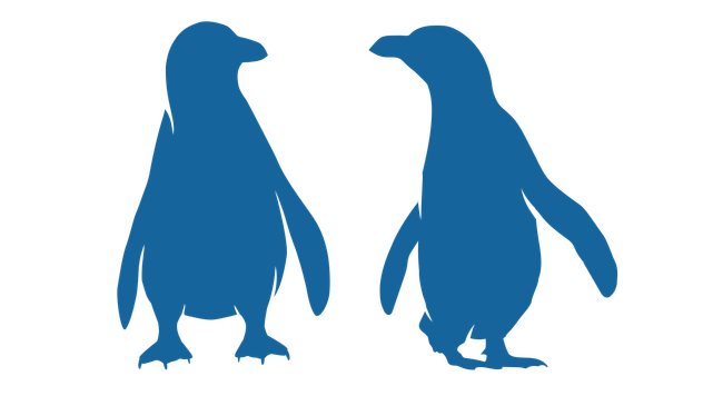 Penguin Cam | Monterey Bay Aquarium