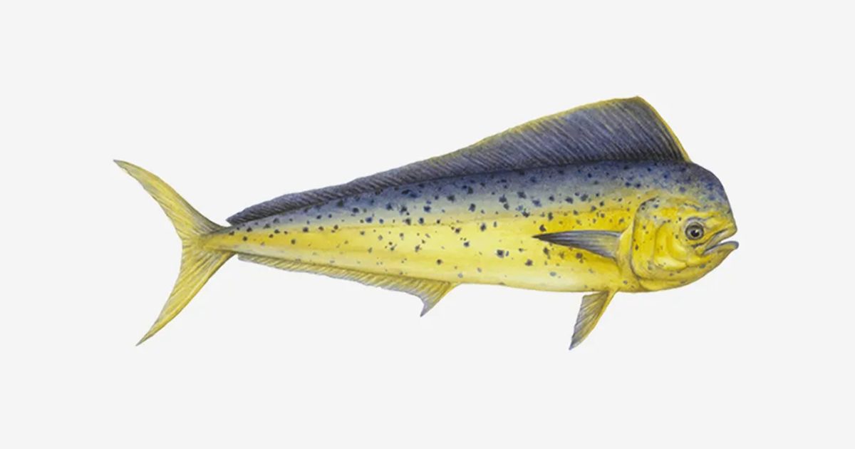 Sustainable mahi mahi buying guide | Monterey Bay Aquarium