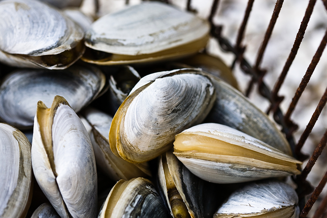 Farmed clams | Monterey Bay Aquarium