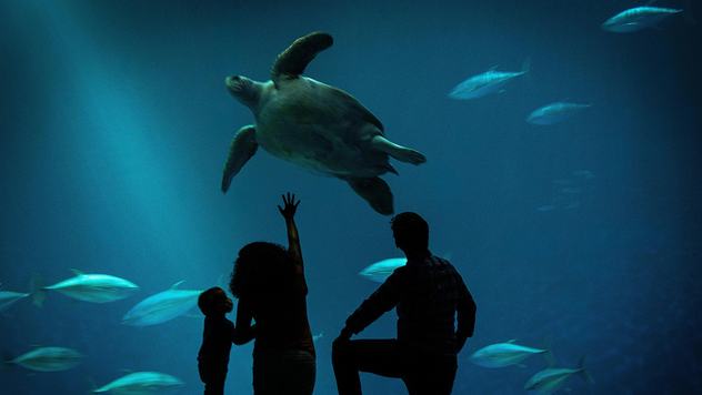 About the Aquarium | Monterey Bay Aquarium